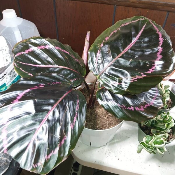 The 6 Inch Pot- Fabian Aralia Tree Stump Unique Bonsai Live Plant, 6 ...