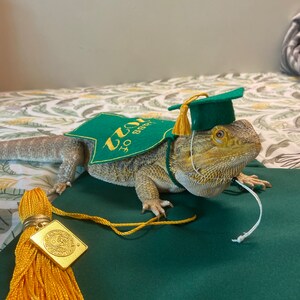 Bearded Dragon Graduation Cap and Gown - Etsy