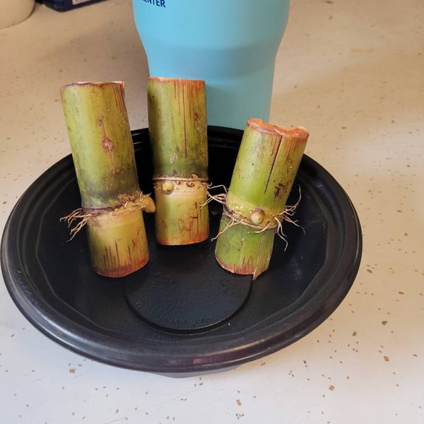 Organic Red PIGEON PEAS Gunga Pea 50 Seeds Cajanus Cajan Gandul Lazaro ...