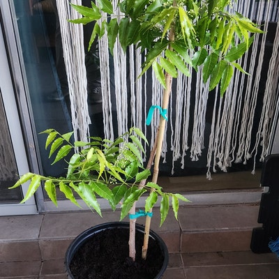 Neem Tree 2 Ft Tallno Ship CA and AZ - Etsy