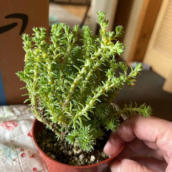 Mini Joshua Tree Succulent 4" Pot Thick and Full - Sedum Multiceps ...