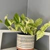 Peperomia Incana, Felted Peperomia, Fuzzy, Soft Hairy Leaves. Fast ...