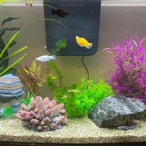 25 Aquarium Plants Aquatic Tropical Fish Tank Live Plants Plant - Etsy