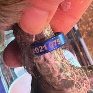 25 Closed Bird Leg Bands Aluminum Custom Laser Engraved in - Etsy
