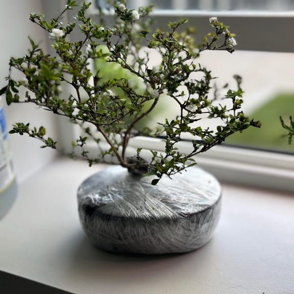 Cut Leaf Fig Bonsai Tree, "minimalism and Perfection" Collection From ...