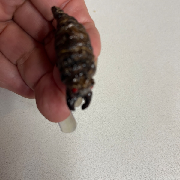 Ceti Alpha V Larva Earring, the Wrath of Khan Worm, ST Cosplay, Prop ...