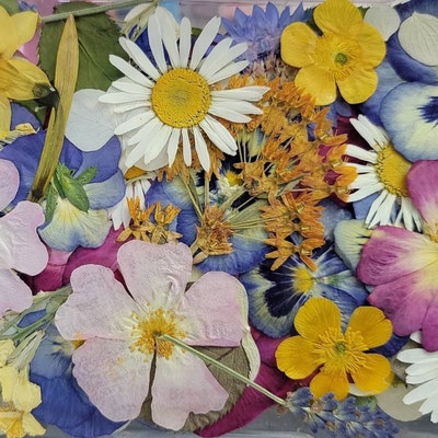 60 Pc Pressed Flowers Anemone Buttercup Periwinkle Daffodil Lenten Rose ...
