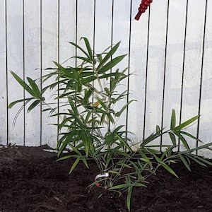 Tropical Blue Bamboo Bambusa Chungii NON-INVASIVE, CLUMPING - Etsy
