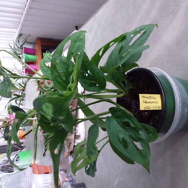 Alocasia Pink Princess Starter Plant ALL STARTER PLANTS Require You to ...