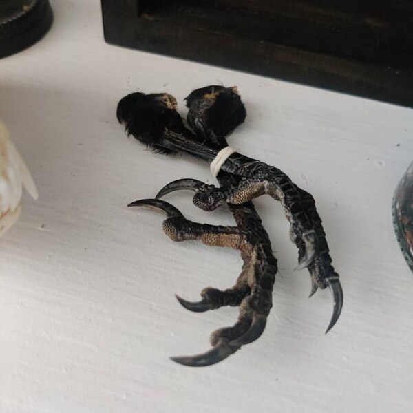 One Pair (2) Crow Feet Foot Talon Claws ~ Taxidermy Fetish Curio Bones ...