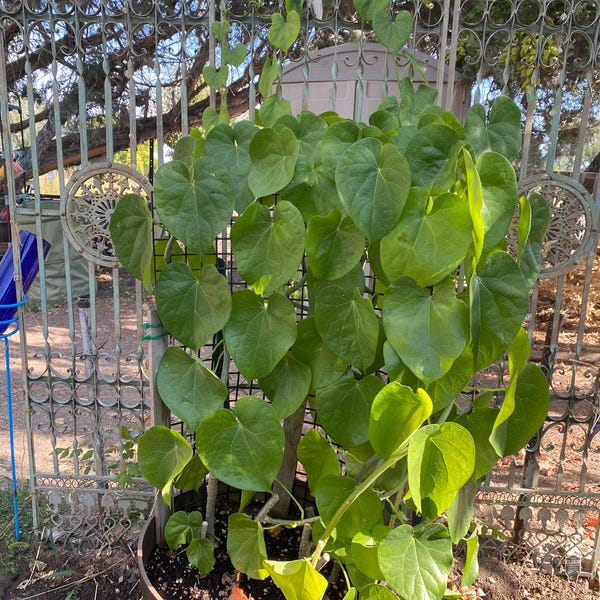 AMLA Live Plant Aka Emblica Officinalis Indian Gooseberry Phyllanthus ...