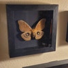 Real Rare Kaiser-i-hind Swallowtail Butterfly Framed Taxidermy ...