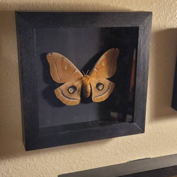 Rare Calleta Silkmoth Framed Taxidermy Eupackardia Calleta - Etsy