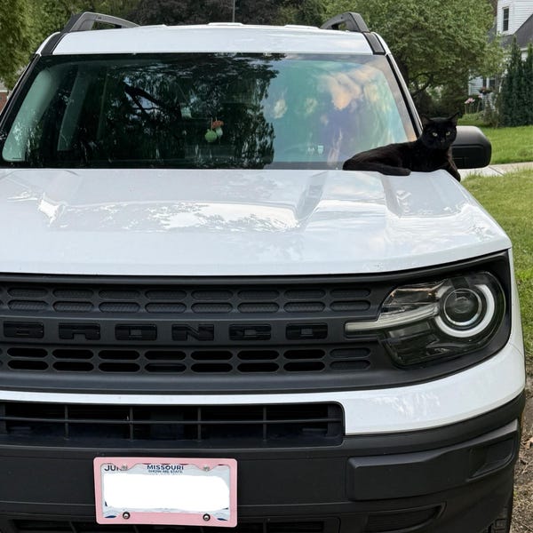 Green Palm Tree License Plate, Cute Car Accessory, Coastal License ...