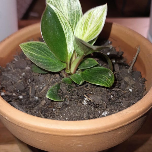 Philodendron Birkin Galaxy Starter Plant (ALL STARTER PLANTS Require ...