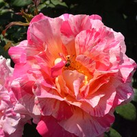 White Birch Bark Digital Paper Birch Tree Backgrounds, White Wood ...