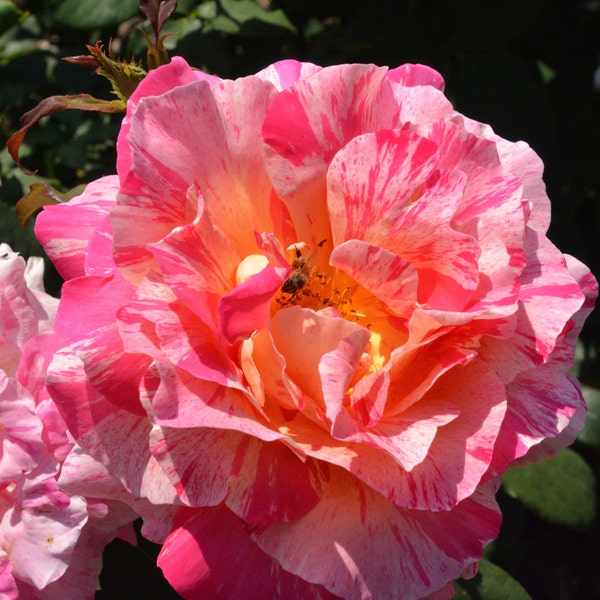 White Birch Bark Digital Paper - Birch Tree Backgrounds, White Wood ...