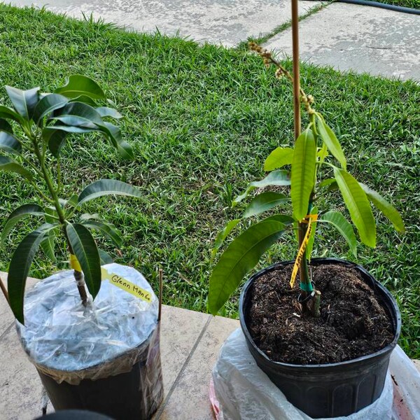 Alphonso MANGO TREE GRAFTED (2-4 Feet Tall). Ship to All States - Etsy