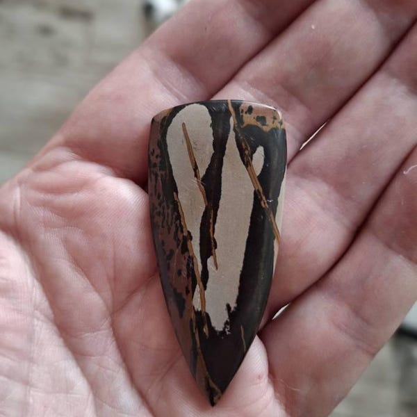 Grasshopper ? Larva - Nematode Worm Parasite - Fossil Plate - Etsy