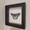 Real Large Tarantula Hawk Wasp Framed Taxidermy - Pepsis Grossa - Etsy