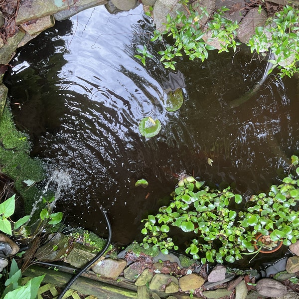 Large 6 Hydrocotyle Vulgaris Money Plant Copper Coin Plant Lucky Plant ...