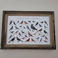 Australia Backyard Birds Field Guide Art Print / Watercolor Birds ...