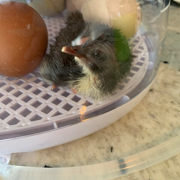 Rustic Farmhouse Tabletop Hen – Vintage-inspired Chicken Figurine for ...