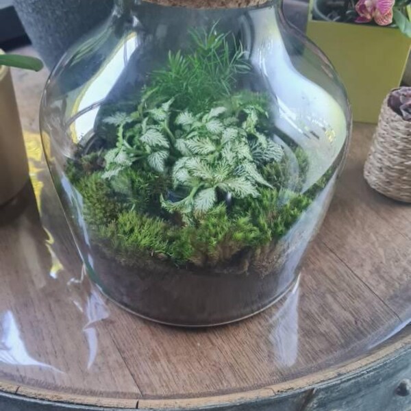 Plant Terrarium Kit • Palm • 3 Terrarium Plants • Closed Terrarium ...