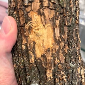 Personalized Mate algarrobo Yerba Mate Cup Bombilla Bamboo Straw Wood ...