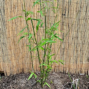 Bambusa lady Finger Clumping Non-invasive Bamboo Plant - Etsy Australia