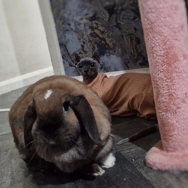 Clothes for Cats, Cat Bathrobe: Handmade Luxury for Your Feline Friend ...