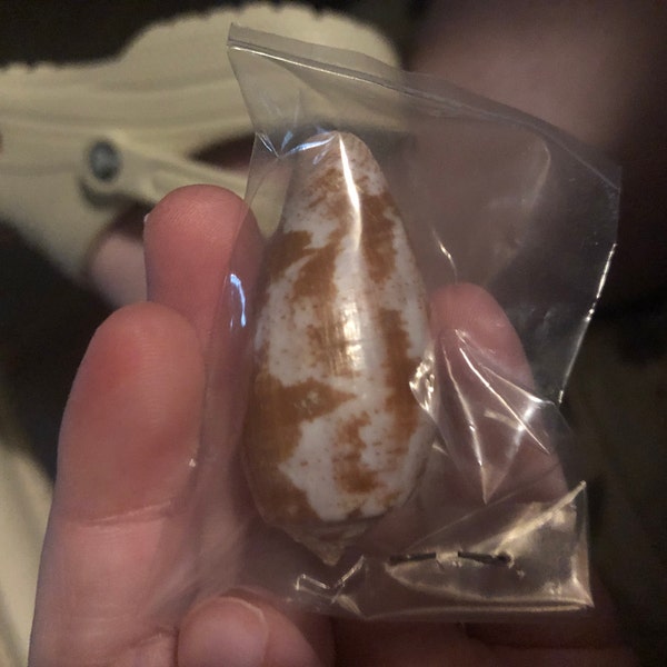 Hand Carved Indian Sheesham Wood Tripod Seashell Cobra Stands ...