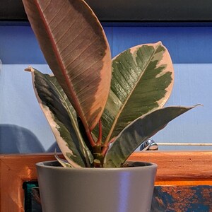 Mixed Alpine Plants Vibrant Garden Perennial Large Flowering - Etsy UK