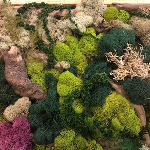 Supermoss Assorted Preserved Moss Mix 2oz - Etsy