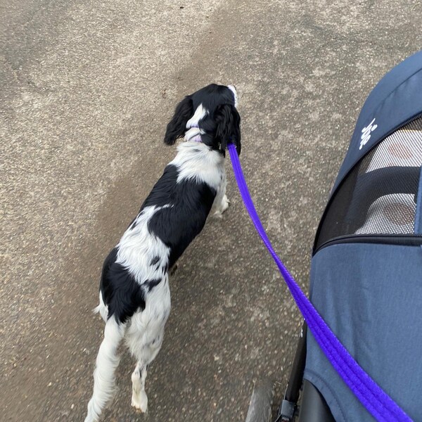 Pow Graffiti Dog Bandana Collars Leads Harnesses and More Fully ...