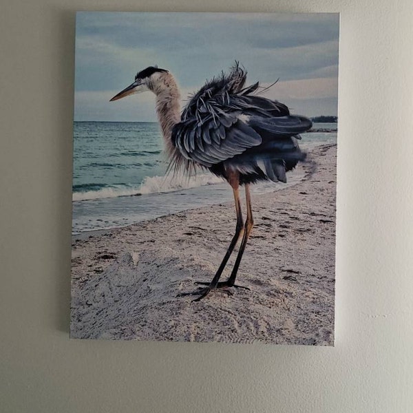 Seashell Photography, Shell Photo, Beach Decor, Fine Art Print, Coastal ...