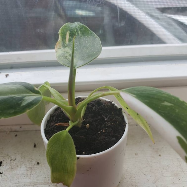 Philodendron White Princess #2 Starter Plant (ALL STARTER PLANTS ...