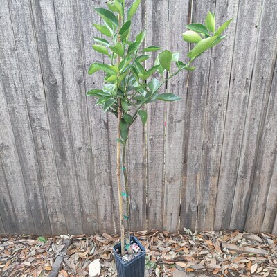 Fallglo Tangerine Grafted 3ft 4 Feet Tall No Shipping Ca - Etsy