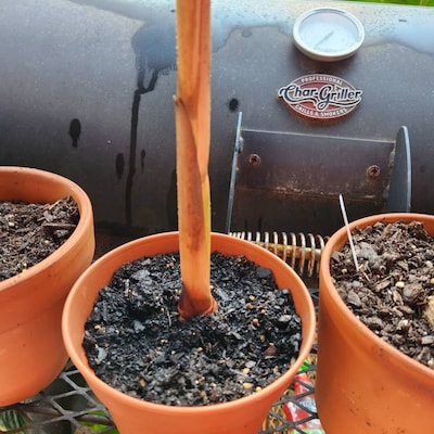 Curcuma ELATA Hidden Lily Ginger Flower Giant Plume Mature Rhizome W ...