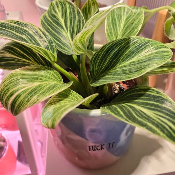 Philodendron Birkin Galaxy 4” Pot (ALL PLANTS Require You to Purchase 2 ...