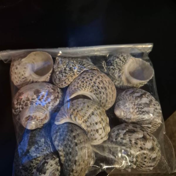 Nessastores- Mexican Deep Sea Shell Beach Craft Scallop 2 1/2" - 3" (20 ...