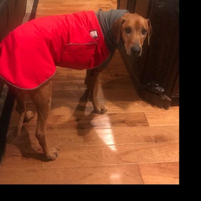 RHODESIAN RIDGEBACK Winter Dog Coat Winter Coat for Dogs - Etsy