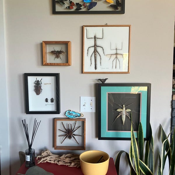 Real Framed Butterfly Morpho Sulkowski pearl Morpho Light Brown Frame ...