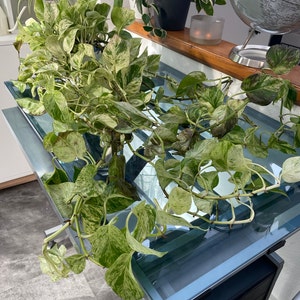 Extra Large 3 Ft Tall Braided-money Tree-pachira Aquatica - Etsy