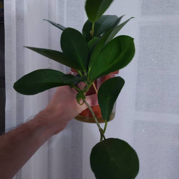 Hoya Keysii (hoya Australis) 1yo Plant With 5-6 Leaves Well Rooted ...