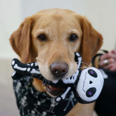 Made to Order Skeleton Stuffie - Etsy