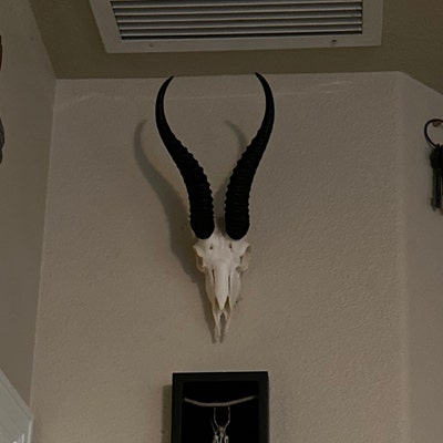 Giant Carved Eland Skull Real African Antelope Horns and Skull African ...