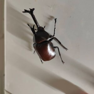 Ladybug, Bug Magnet, Small Size Handmade Clay Magnet Insect Figurine ...