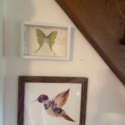 Framed Black Mimathyma Chevana Butterfly Home Decor China - Etsy