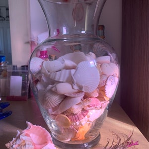 TRANSLUCENT JINGLE SEASHELLS 10-50pcs Coastal Beach - Etsy